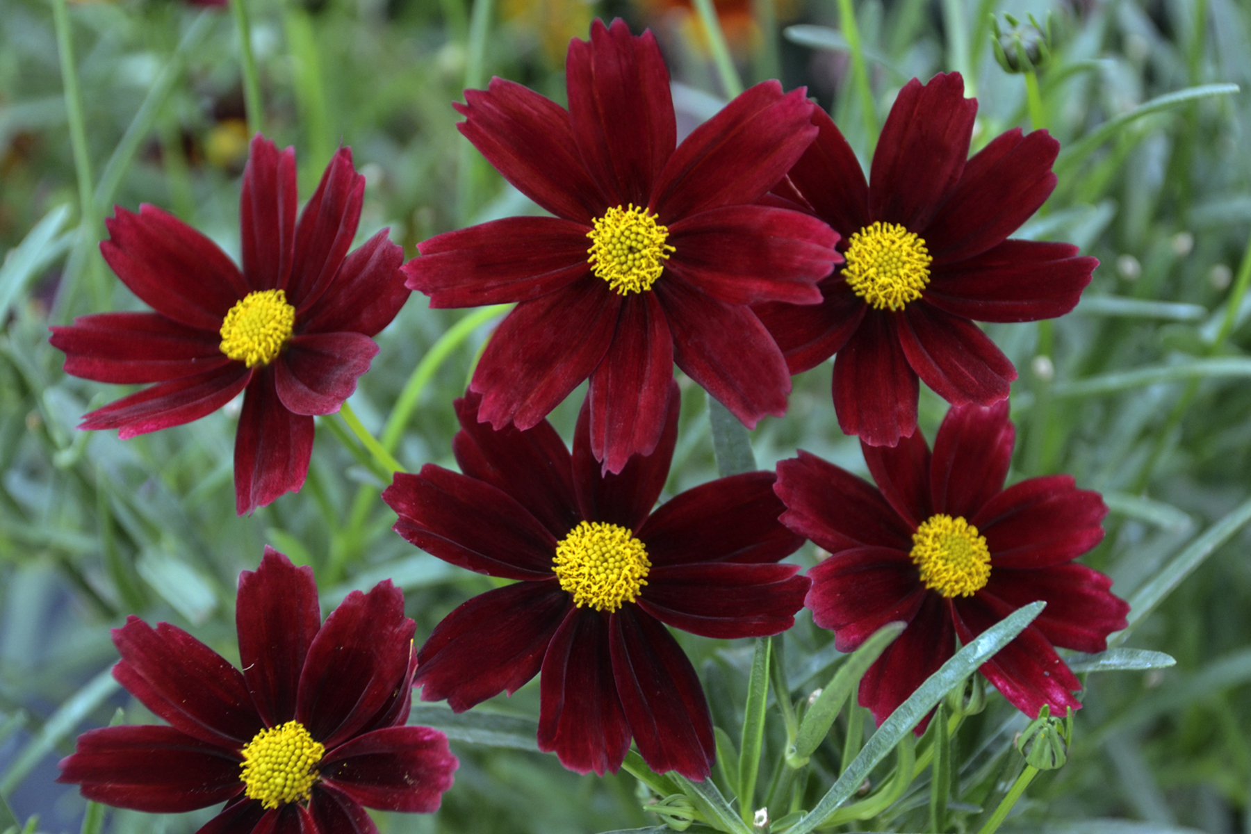 COREOPSIS Li'l Bang 'Red Elf'– Coréopsis – Tickseed - Jardins Michel ...