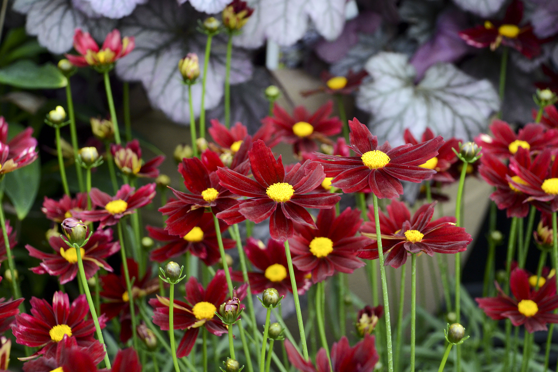 COREOPSIS Li'l Bang 'Red Elf'– Coréopsis – Tickseed - Jardins Michel ...