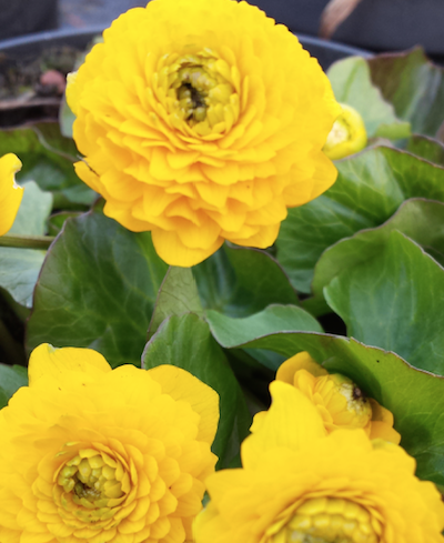 Vivaces Archives - Page 15 of 80 - Jardins Michel Corbeil