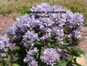 Campanula glomerata ‘Caroline’ – Campanule en bouquets – Clustered ...