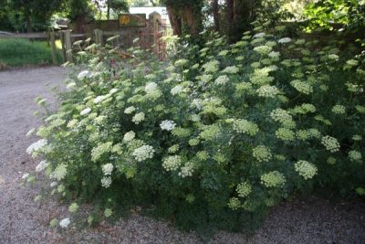 CENOLOPHIUM Denudatum – Baltic Parsley - Jardins Michel Corbeil