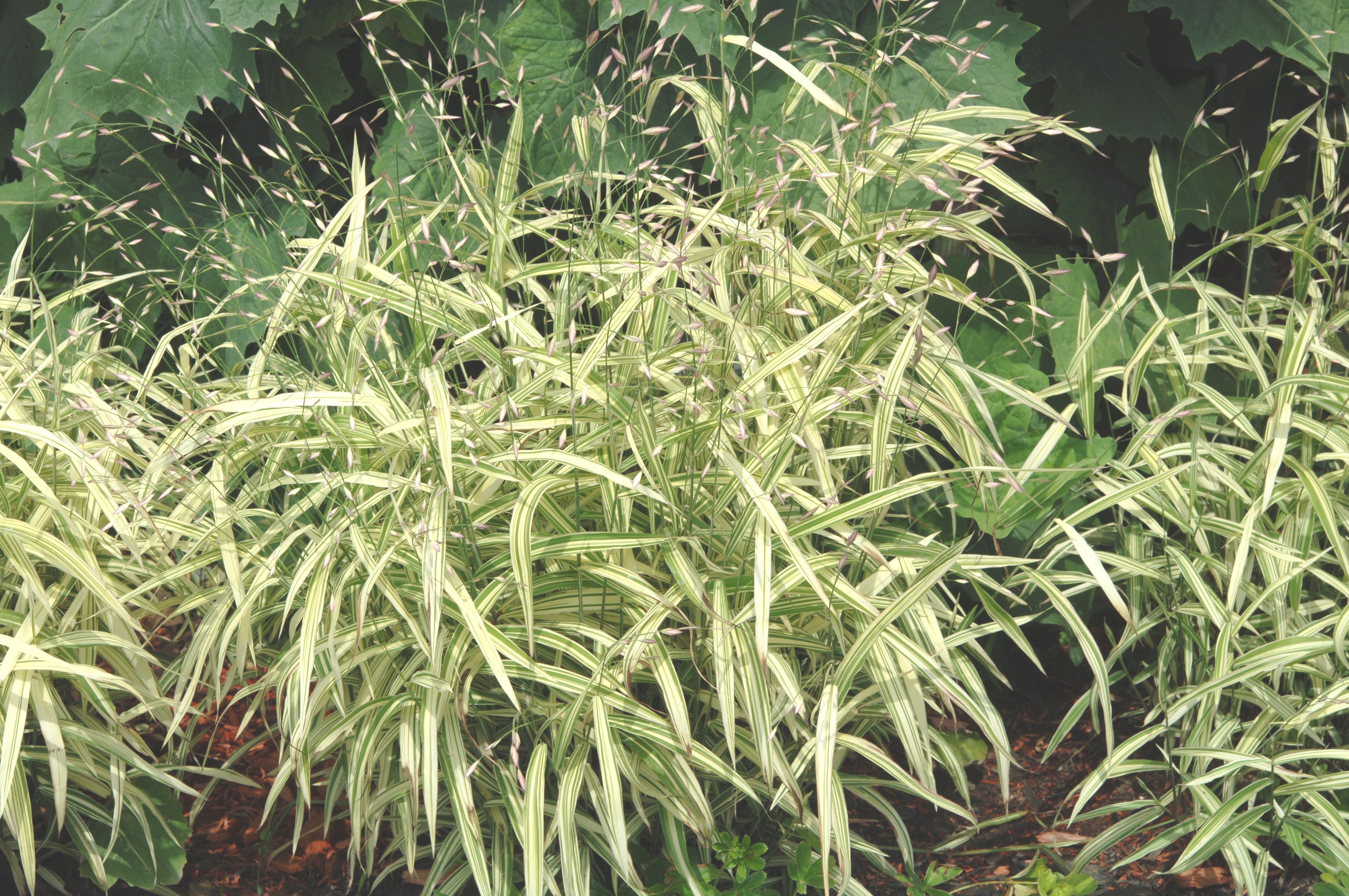 CHASMANTHIUM latifolium ‘River Myst’ PP20643 – Avoine sauvage ...
