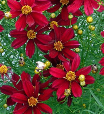 Coreopsis rosea ‘Mercury Rising’ – Coréopsis à fleurs roses – Tickseed ...