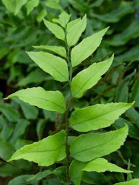 Cyrtomium 'fortunei' - Jardins Michel Corbeil