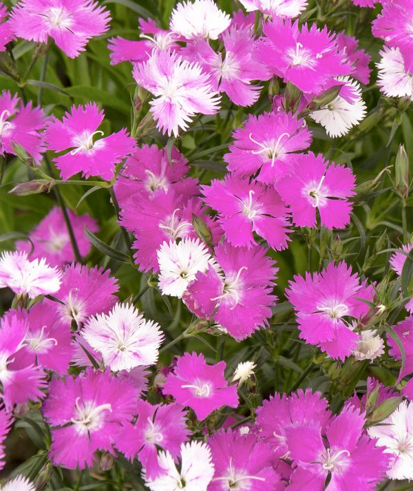 DIANTHUS ‘First Love’ – Oeillet – Pink - Jardins Michel Corbeil