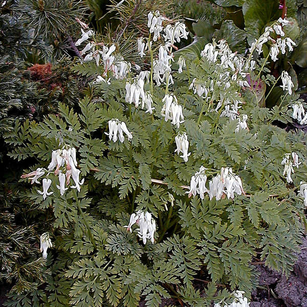 DICENTRA ‘Snowdrift’ (eximia) – Coeur Saignant – Bleeding Heart ...