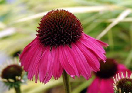 ECHINACEA 'Raspberry Tart'- (purpurea) – Échinacée – Coneflower ...