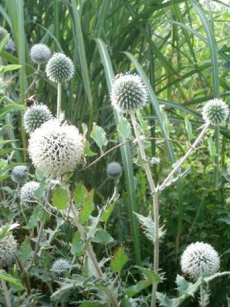 ECHINOPS barnaticum ‘Star Frost’ – Boule azurée – Globe Thistle ...