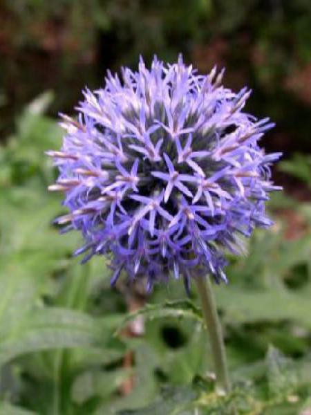 ECHINOPS ritro ‘Veitch’s Blue’ – Chardon Bleu – Globe Thistle - Jardins ...