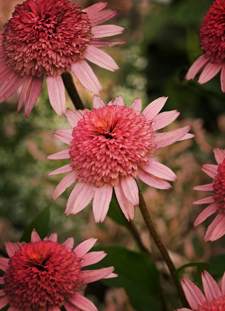 ECHINACEA ‘Raspberry Truffle’ (purpurea) PPAF CBPBRAF- Échinacée ...