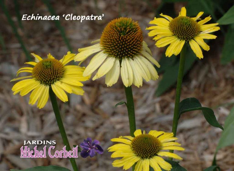 ECHINACEA 'Cleopatra' série «Butterfly» – Échinacée – Coneflower ...
