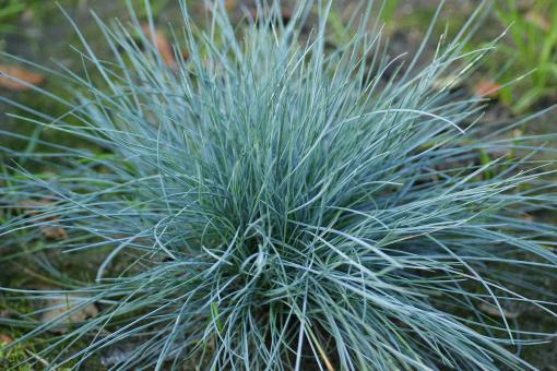 FESTUCA ‘valesiaca Glaucantha’ - Jardins Michel Corbeil
