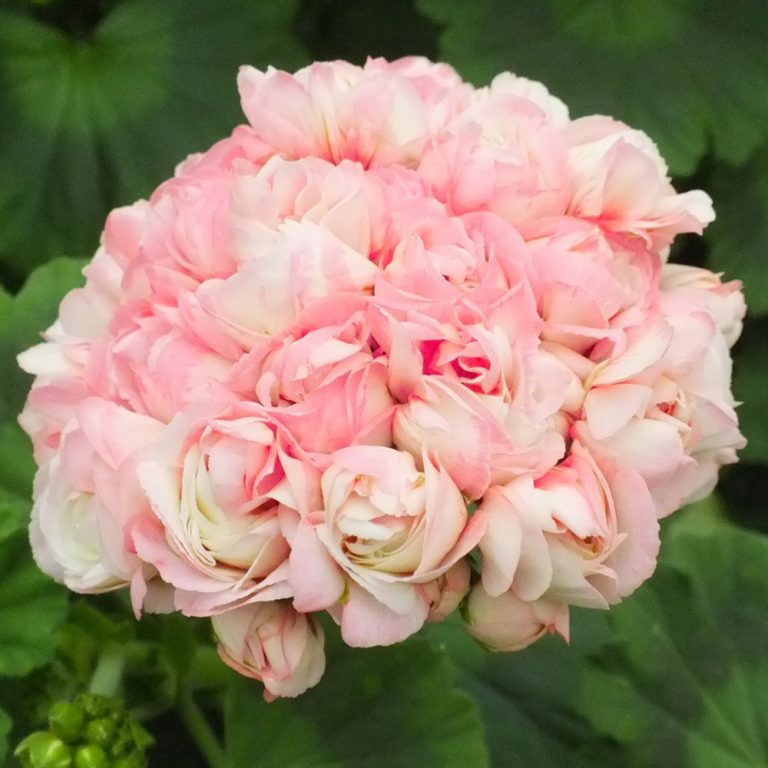 GERANIUM ‘Apple Blossom’ – Geranium vivace -Cranesbill - Jardins Michel ...
