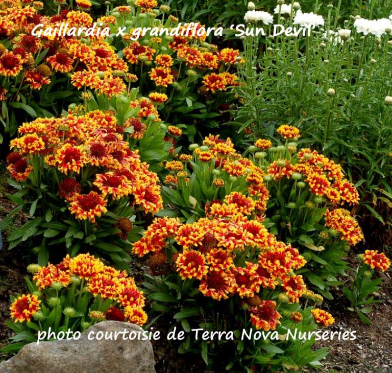 GAILLARDIA x grandiflora ‘Sun Devil’ – Gaillarde à grandes fleurs ...