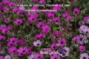 GERANIUM ‘Starman’ – géranium hybride – Hybrid Geranium - Jardins ...