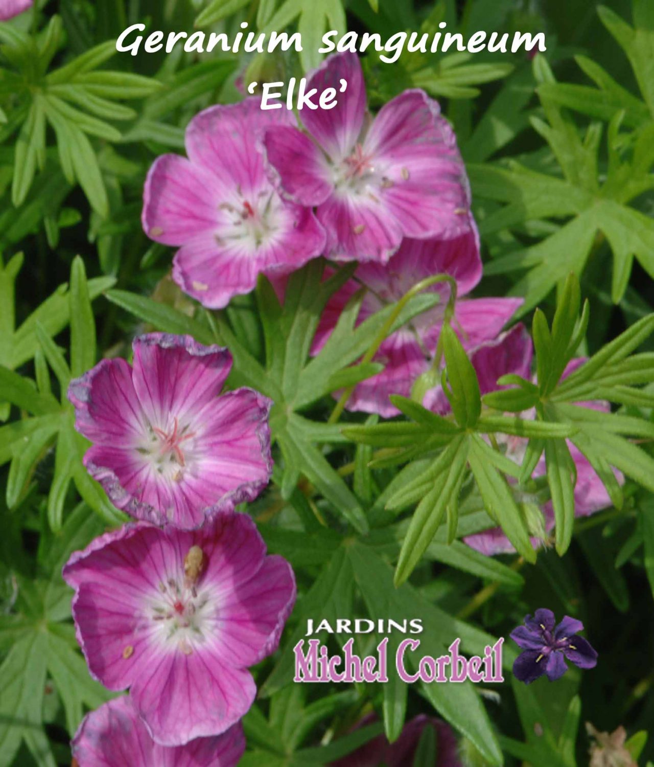GERANIUM sanguineum ‘Elke’ – géranium sanguin – Bloody Cranesbill - Jardins Michel Corbeil