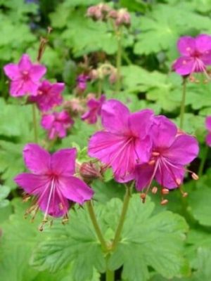 GERANIUM ‘Bevan’s Variety’ (macrorrhizum) – Geranium à grosses racines ...