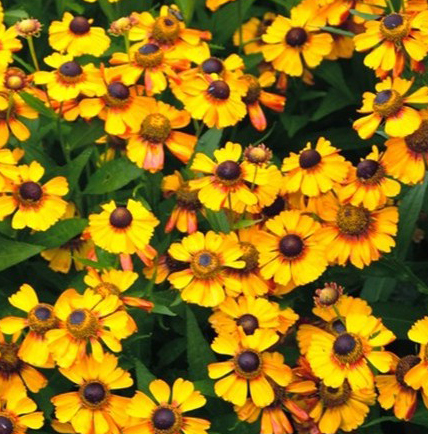 HELENIUM autumnale ‘Siesta’ PPAF- Hélénie – Sneeze Holly - Jardins ...