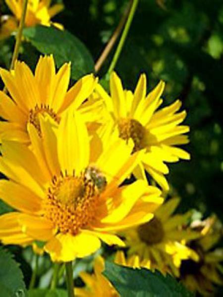 HELIANTHUS decapetalus ‘Capenoch Star’ – Tournesol vivace – Sunflower ...