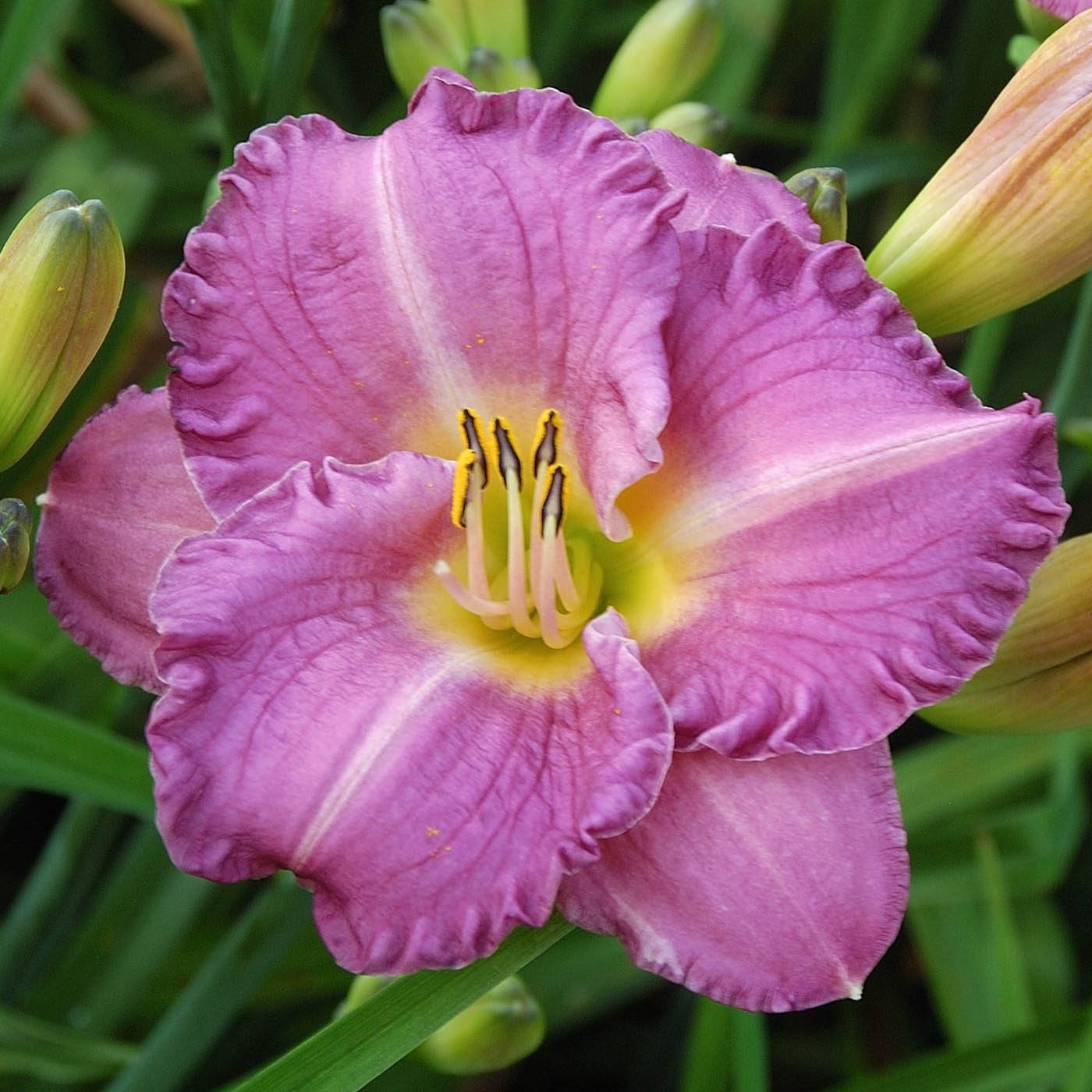 HEMEROCALLIS ‘Entrapment’ – Lis d’un jour – Daylily - Jardins Michel ...