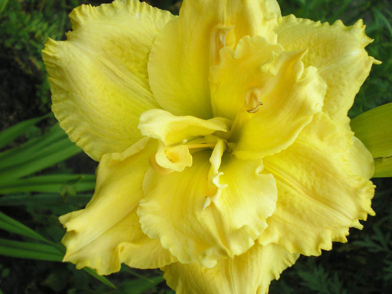 HEMEROCALLIS ‘Longfield’s Maxim’ – Lis d’un jour – Daylily - Jardins ...