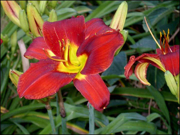 HEMEROCALLIS ‘Ruby Throat’ – Lis d’un jour – Daylily - Jardins Michel ...