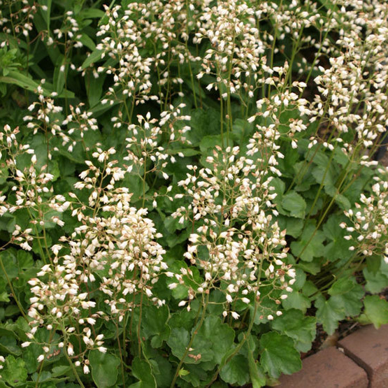 HEUCHERA ‘June Bride’ (sanguinea) – Heuchère – Coral Bells - Jardins ...