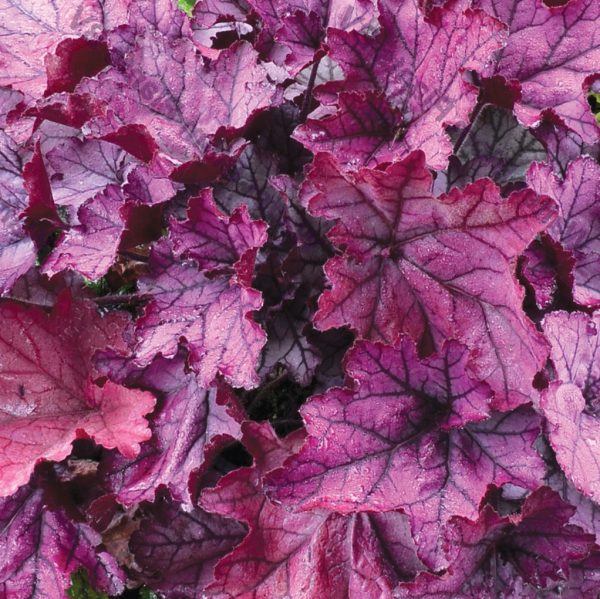 HEUCHERA ‘Spellbound’ – Heuchère – Coral Bells - Jardins Michel Corbeil