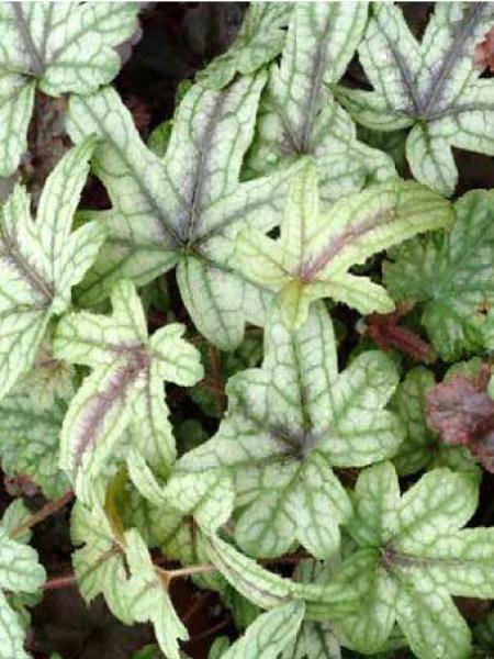 HEUCHERELLA ‘Kimono’ – Heuchèrella – Foamy Bells - Jardins Michel Corbeil
