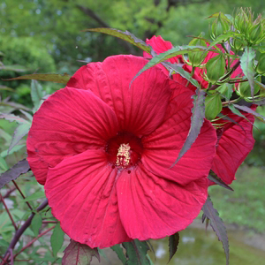 HIBISCUS ‘Fireball’ PP13631 – Ketmie des Marais – Hibiscus - Jardins ...