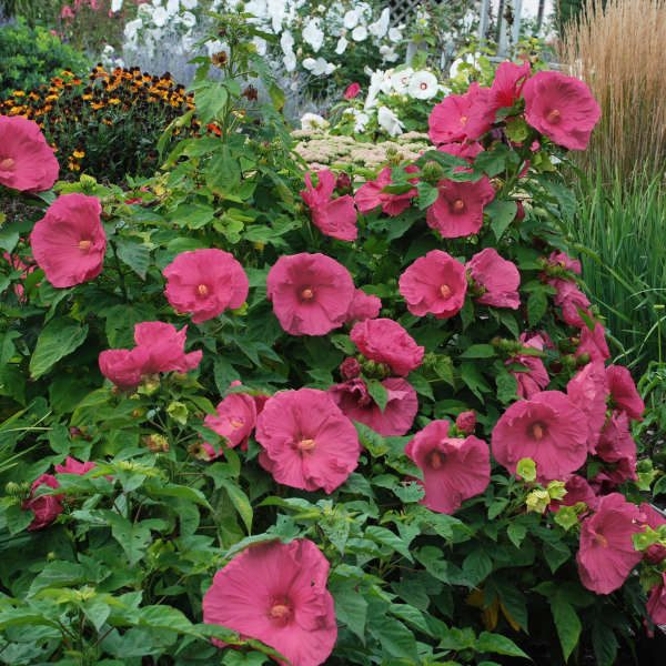 HIBISCUS ‘Jazzberry Jam’ – Ketmie des marais – Hibiscus - Jardins ...