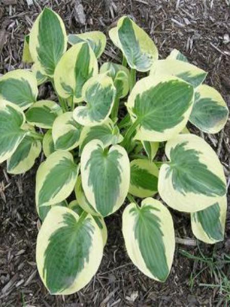 HOSTA ‘Brim Cup’ - Jardins Michel Corbeil