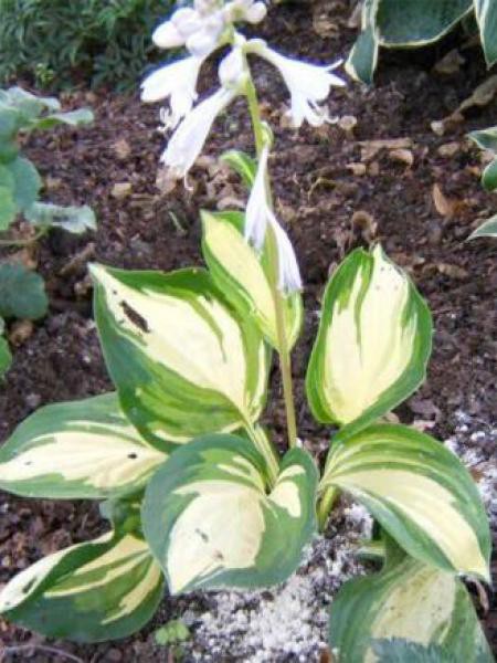 HOSTA ‘Center of Attention’ - Jardins Michel Corbeil