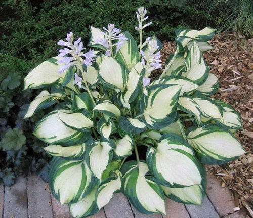 HOSTA ‘Dancing in the Rain’ PP15977 - Jardins Michel Corbeil