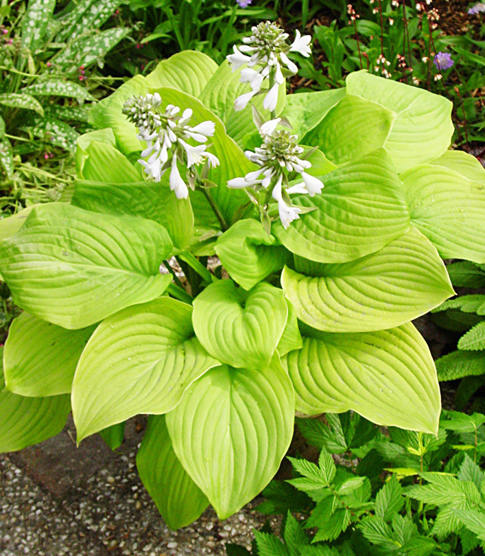 HOSTA ‘Fried Bananas’ - Jardins Michel Corbeil