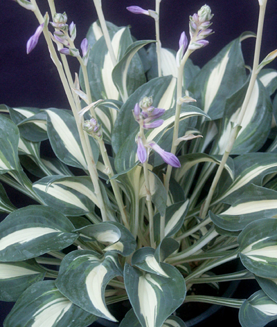 HOSTA ‘Little Treasure’ - Jardins Michel Corbeil