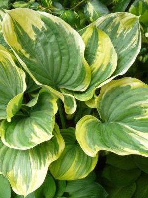 HOSTA ‘Magic Fire’ PP17524 - Jardins Michel Corbeil
