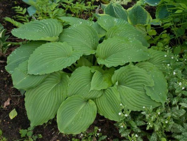 HOSTA ‘Niagara Falls’ - Jardins Michel Corbeil