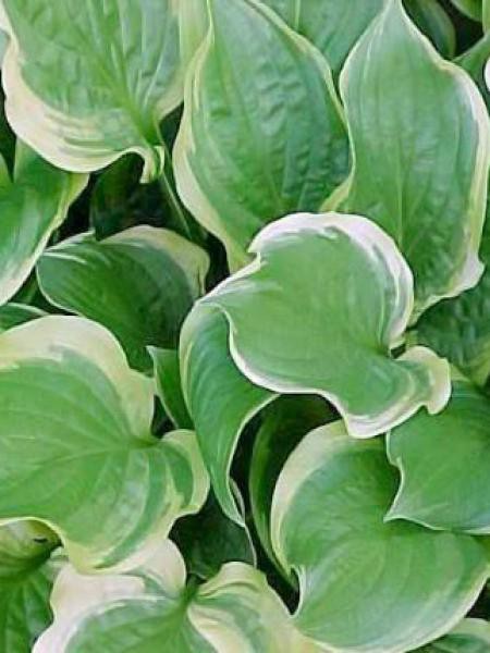 HOSTA ‘So Sweet’ - Jardins Michel Corbeil