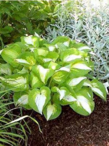 HOSTA ‘Summer Music’ - Jardins Michel Corbeil