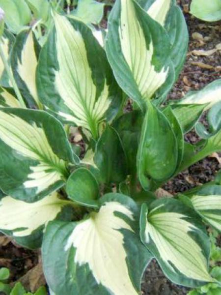 HOSTA ‘Whirlwind’ - Jardins Michel Corbeil