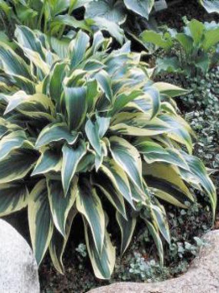HOSTA ‘Wolverine’ - Jardins Michel Corbeil