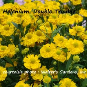 Vivaces – Page 43 – Jardins Michel Corbeil