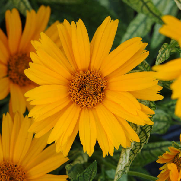Heliopsis helianthoides 'Sunstruck'-Héliopsis faux-hélianthe – False ...