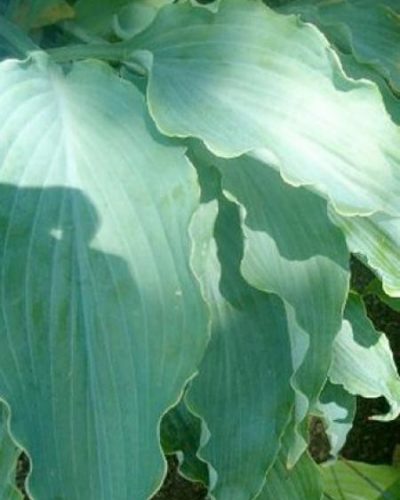 HOSTA 'Zebra Stripes'- Hosta- Hosta - Jardins Michel Corbeil
