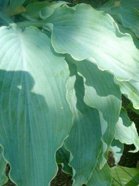 Hosta; Neptune - Jardins Michel Corbeil