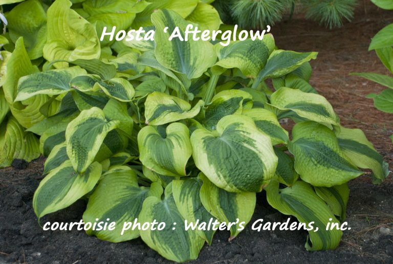 Hosta ‘Afterglow’ - Jardins Michel Corbeil