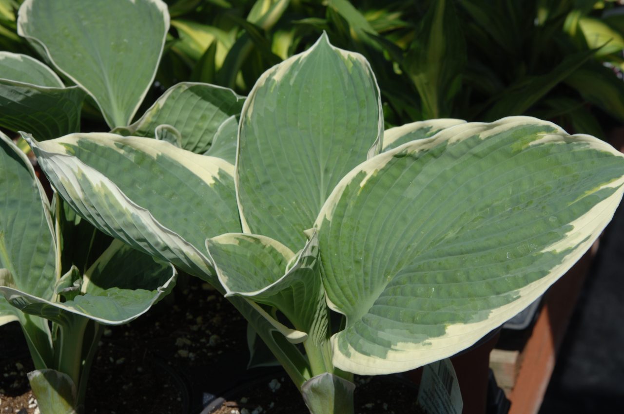 HOSTA ‘Barbara Ann’ - Jardins Michel Corbeil