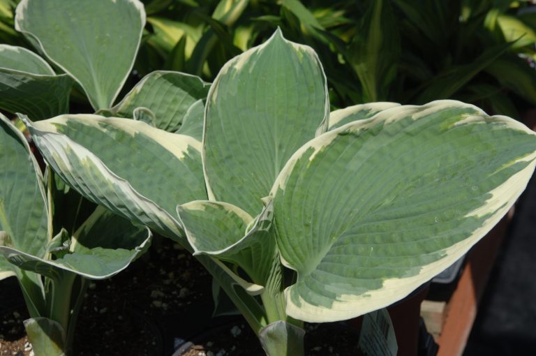 HOSTA ‘Barbara Ann’ - Jardins Michel Corbeil