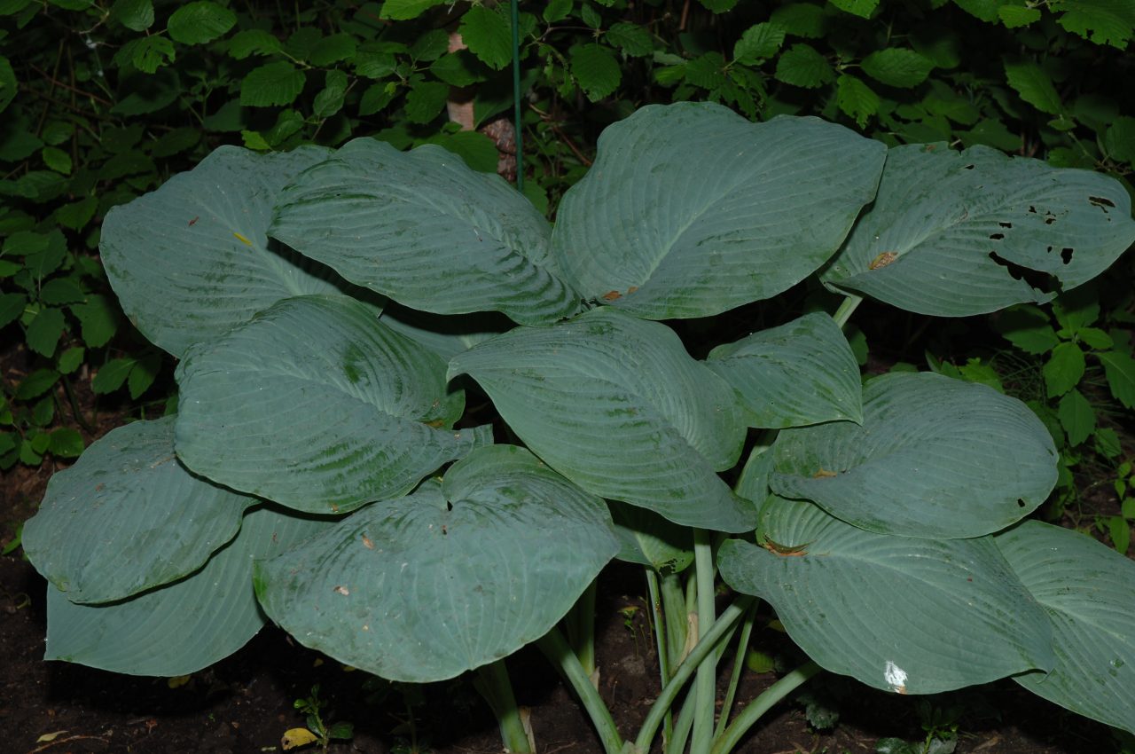HOSTA ‘Blue Mammoth’ - Jardins Michel Corbeil